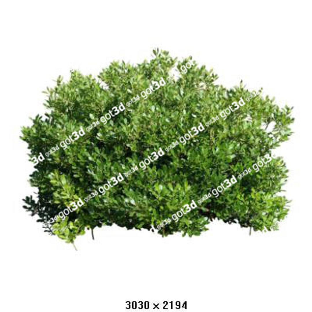 35 Bush Textures - Vol. 4 - TurboSquid 385039