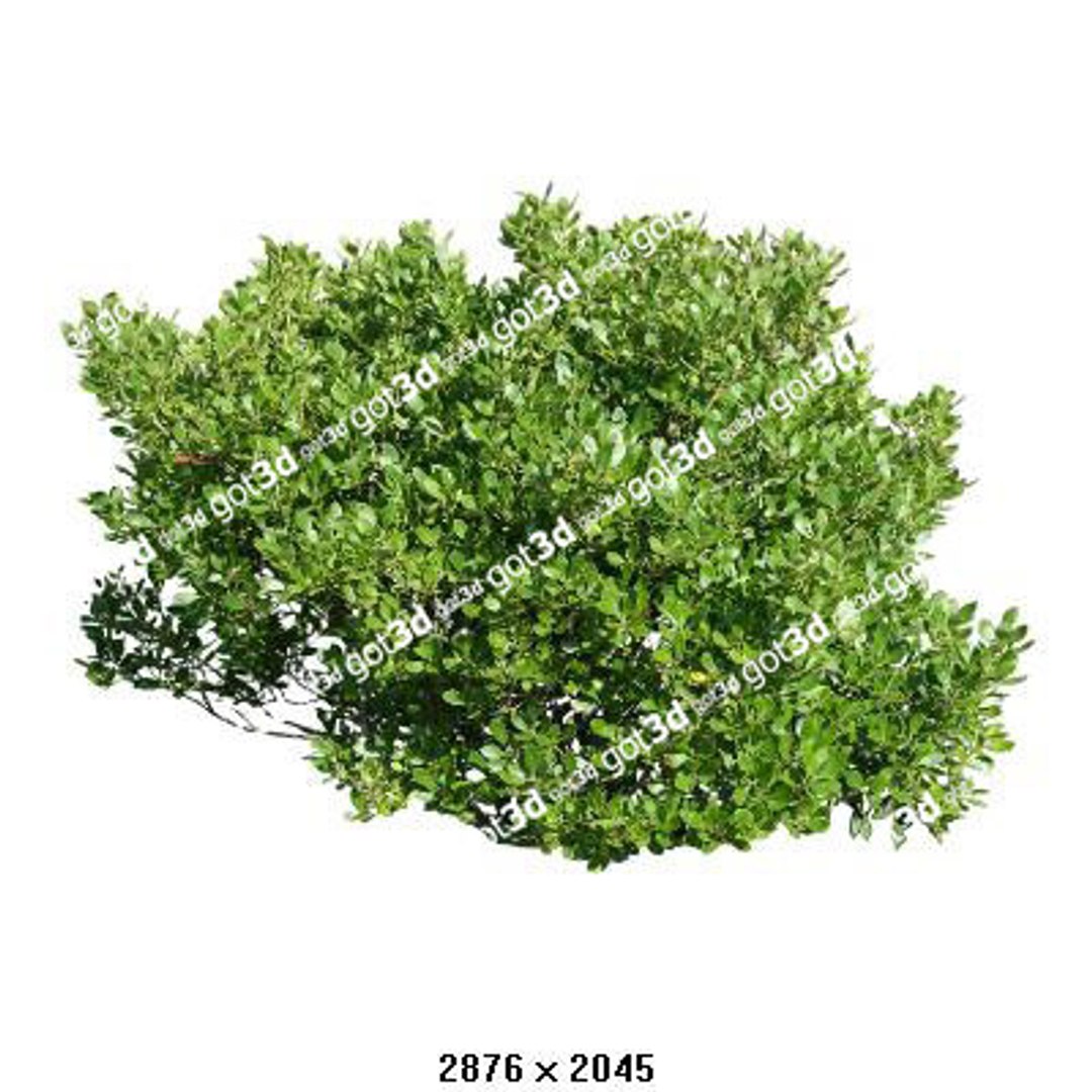 35 Bush Textures - Vol. 4 - TurboSquid 385039