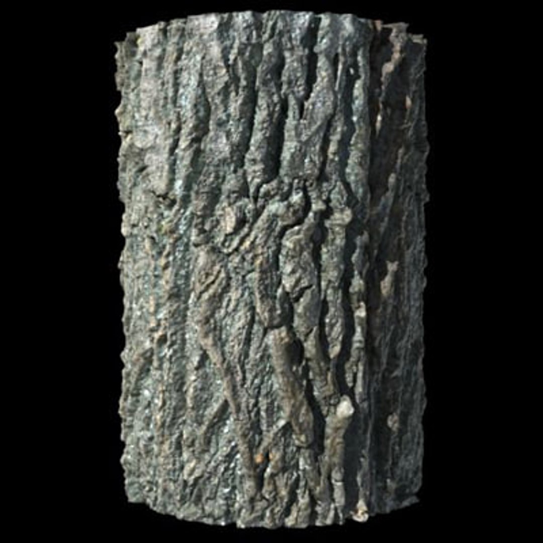 Ashen Bark - TurboSquid 372310