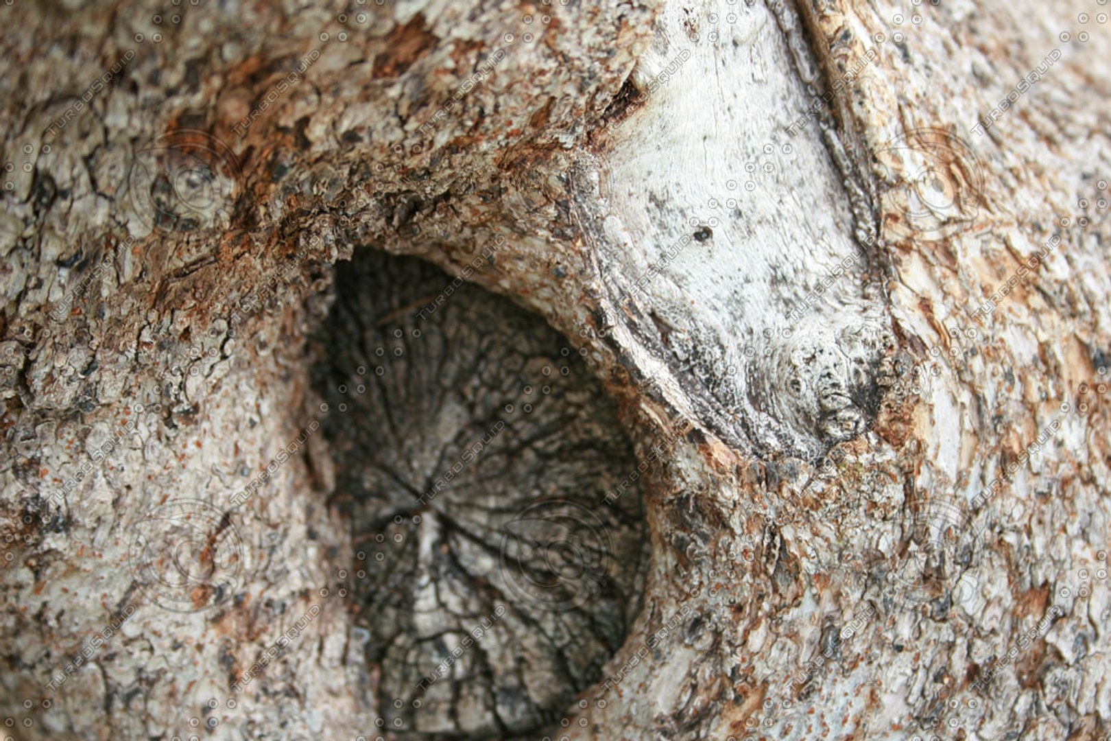 Angry Weasel Texture Pack 1 - TurboSquid 378527