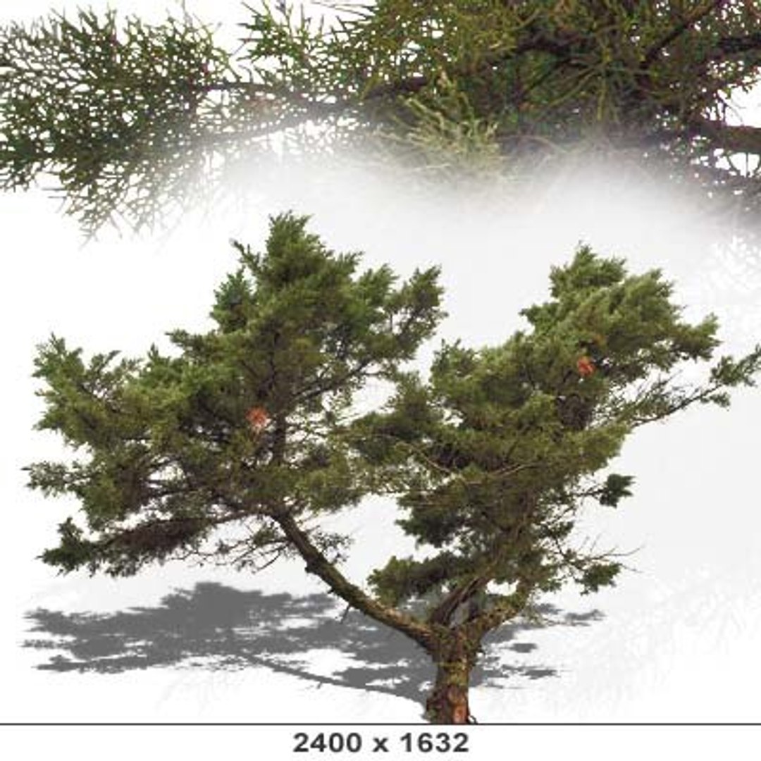Cut Out - 50 Pines & Juniper - TurboSquid 388016