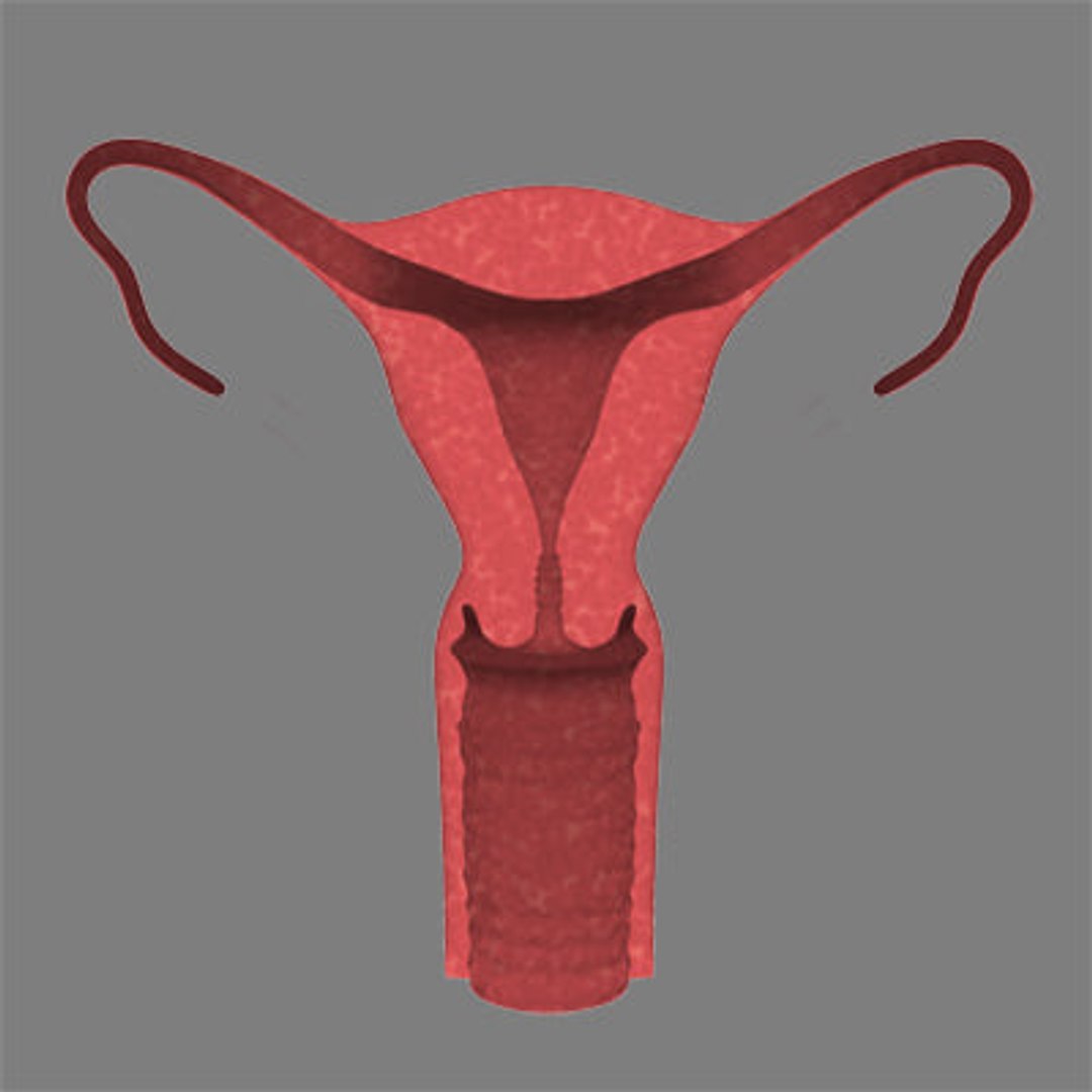 High-res Image Of The Uterus - TurboSquid 382600