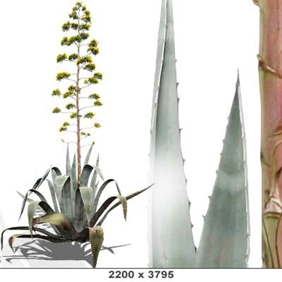 Cut Out - 49 Cacti - TurboSquid 388010