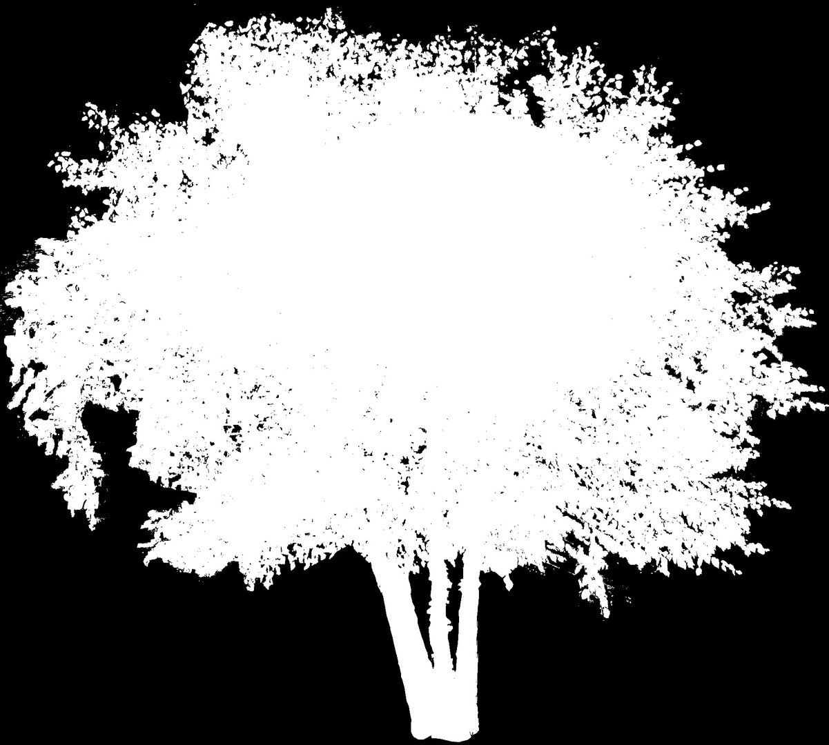 ClumpBirch - TurboSquid 412715