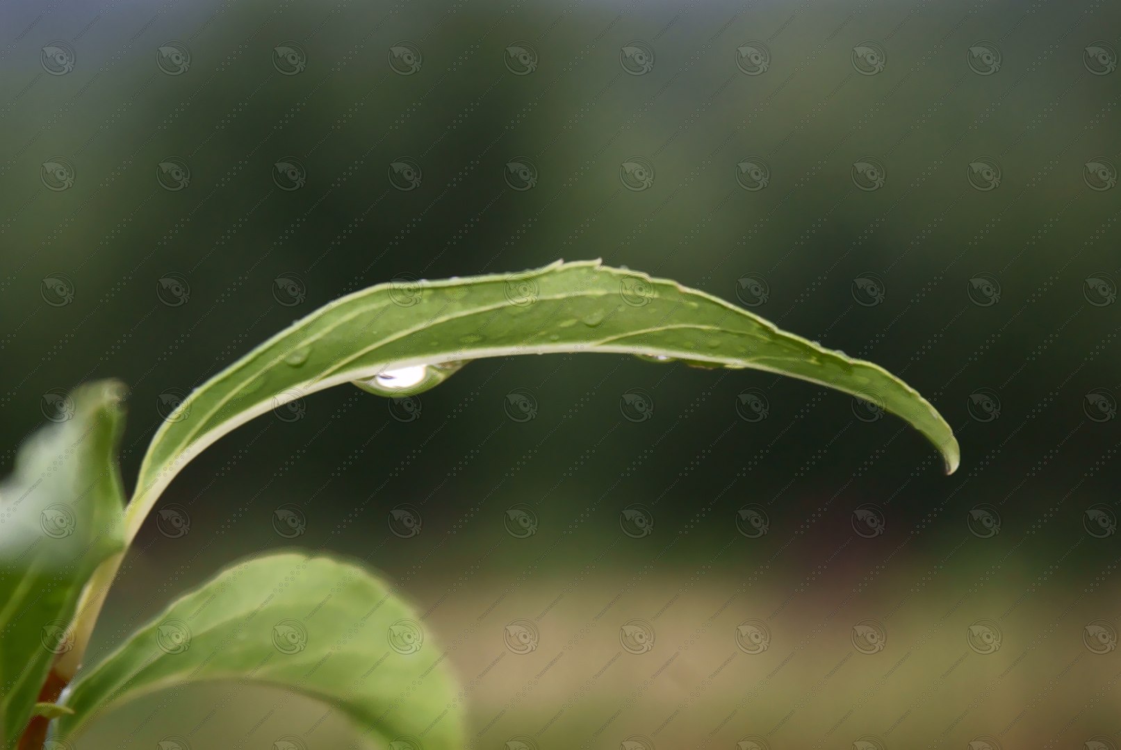 Waterdrops - TurboSquid 413449