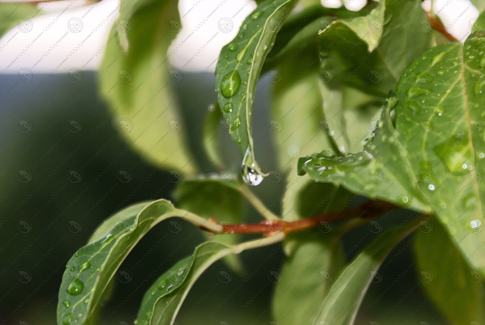 Waterdrops - TurboSquid 413449