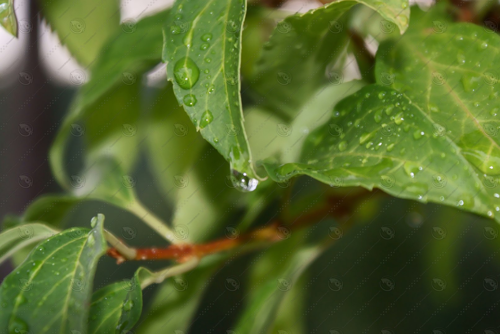 Waterdrops - TurboSquid 413449