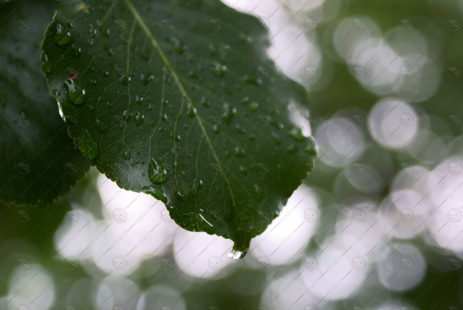 Waterdrops - TurboSquid 413449