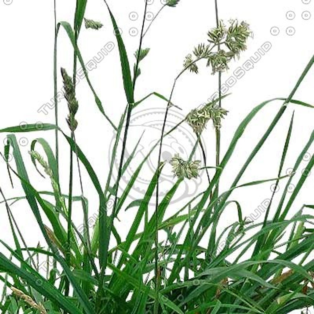 Collection_Grass_01 - TurboSquid 418804