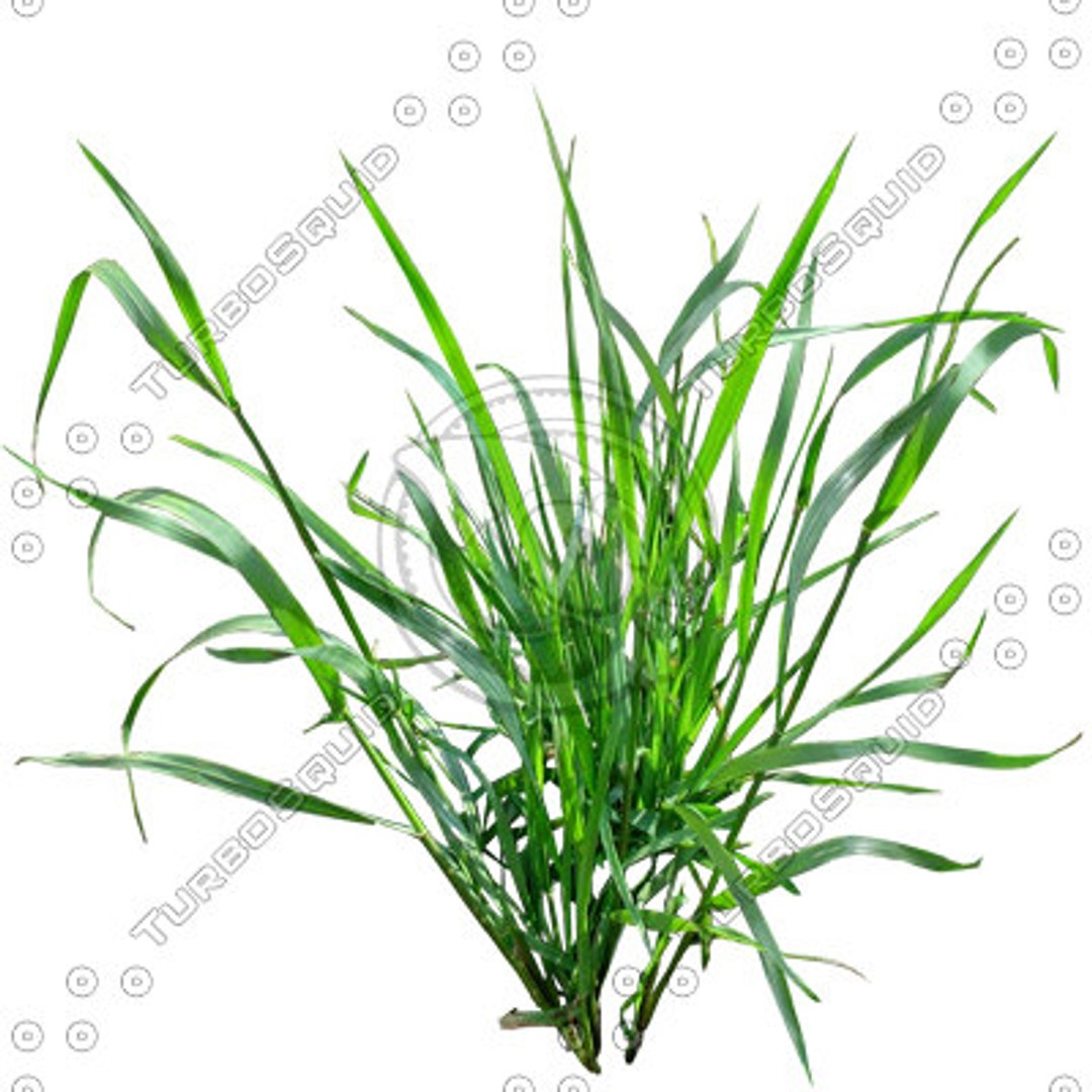 Collection_Grass_01 - TurboSquid 418804