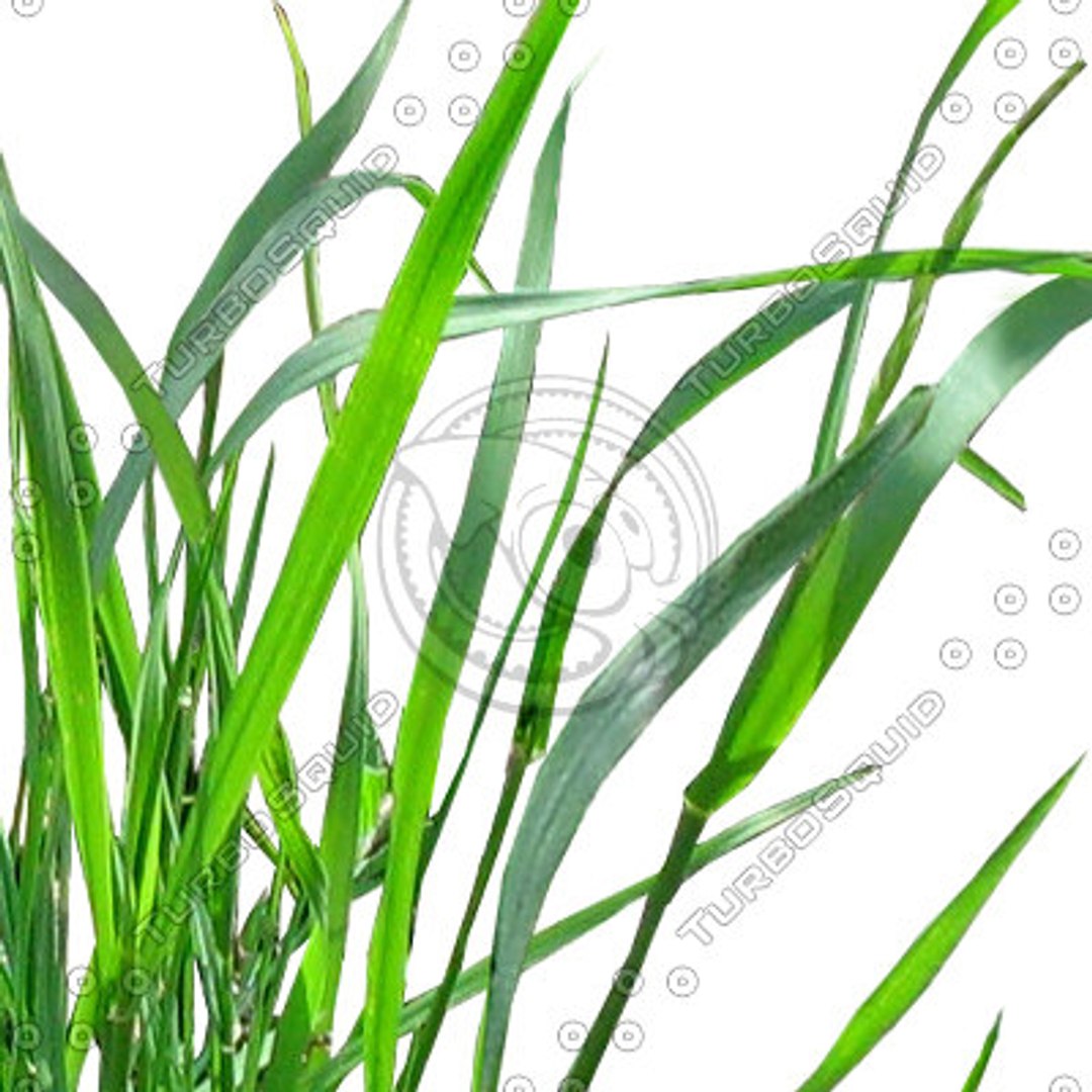 Collection_Grass_01 - TurboSquid 418804