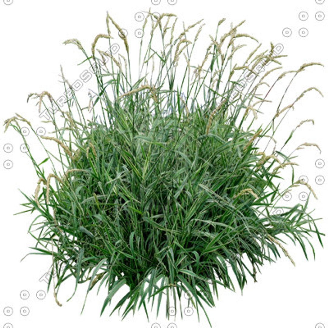 Collection_Grass_01 - TurboSquid 418804