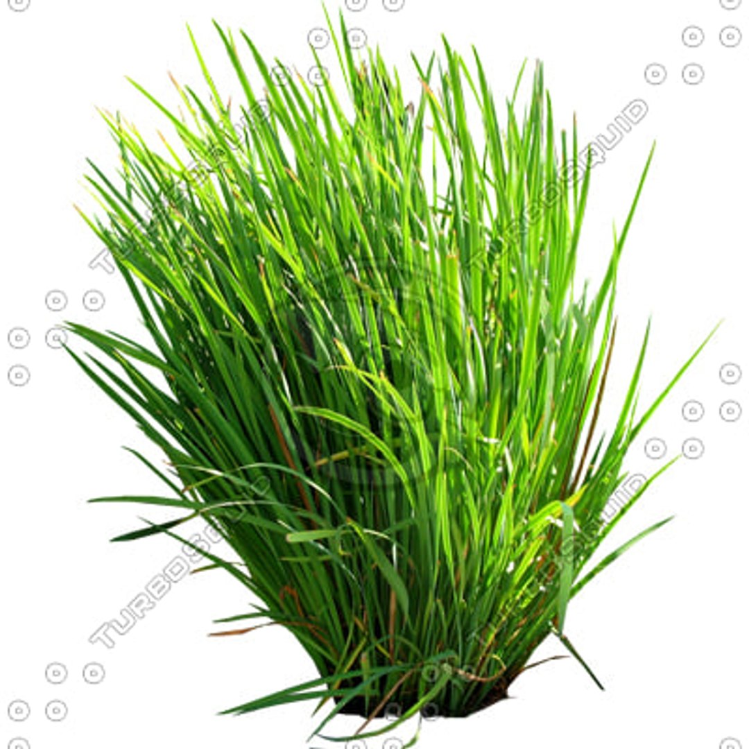 Collection_Grass_01 - TurboSquid 418804