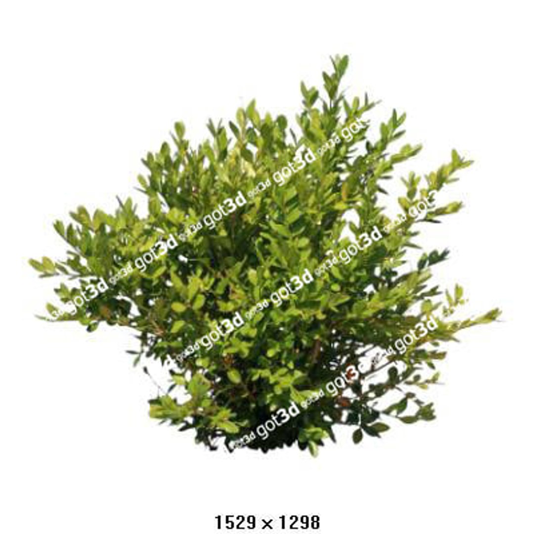 63 Shrub Textures - TurboSquid 386463