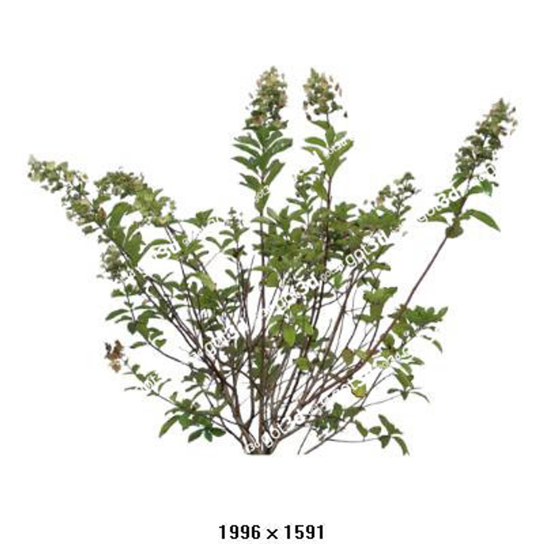 63 Shrub Textures - TurboSquid 386463