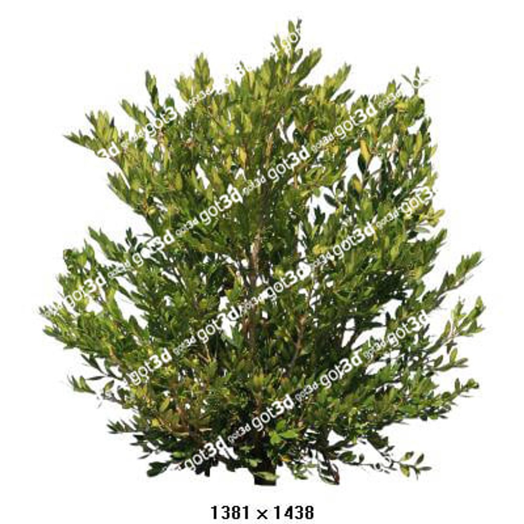 63 Shrub Textures - TurboSquid 386463