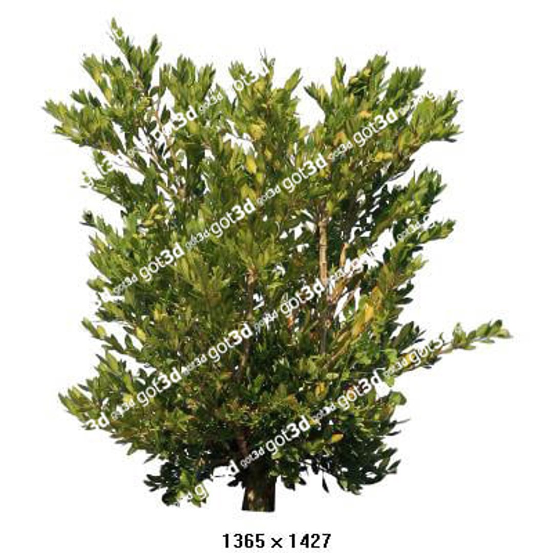 63 Shrub Textures - TurboSquid 386463