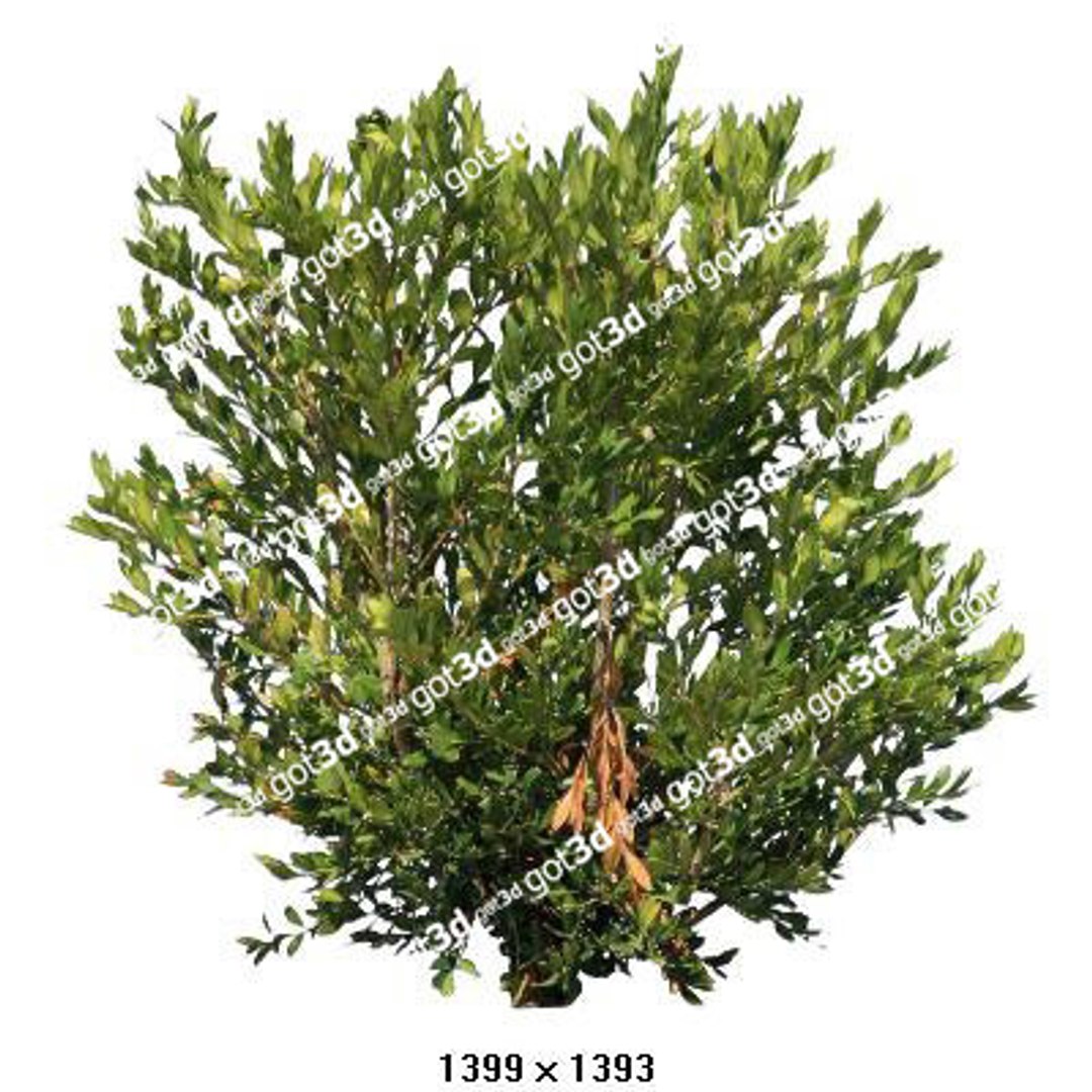 63 Shrub Textures - TurboSquid 386463