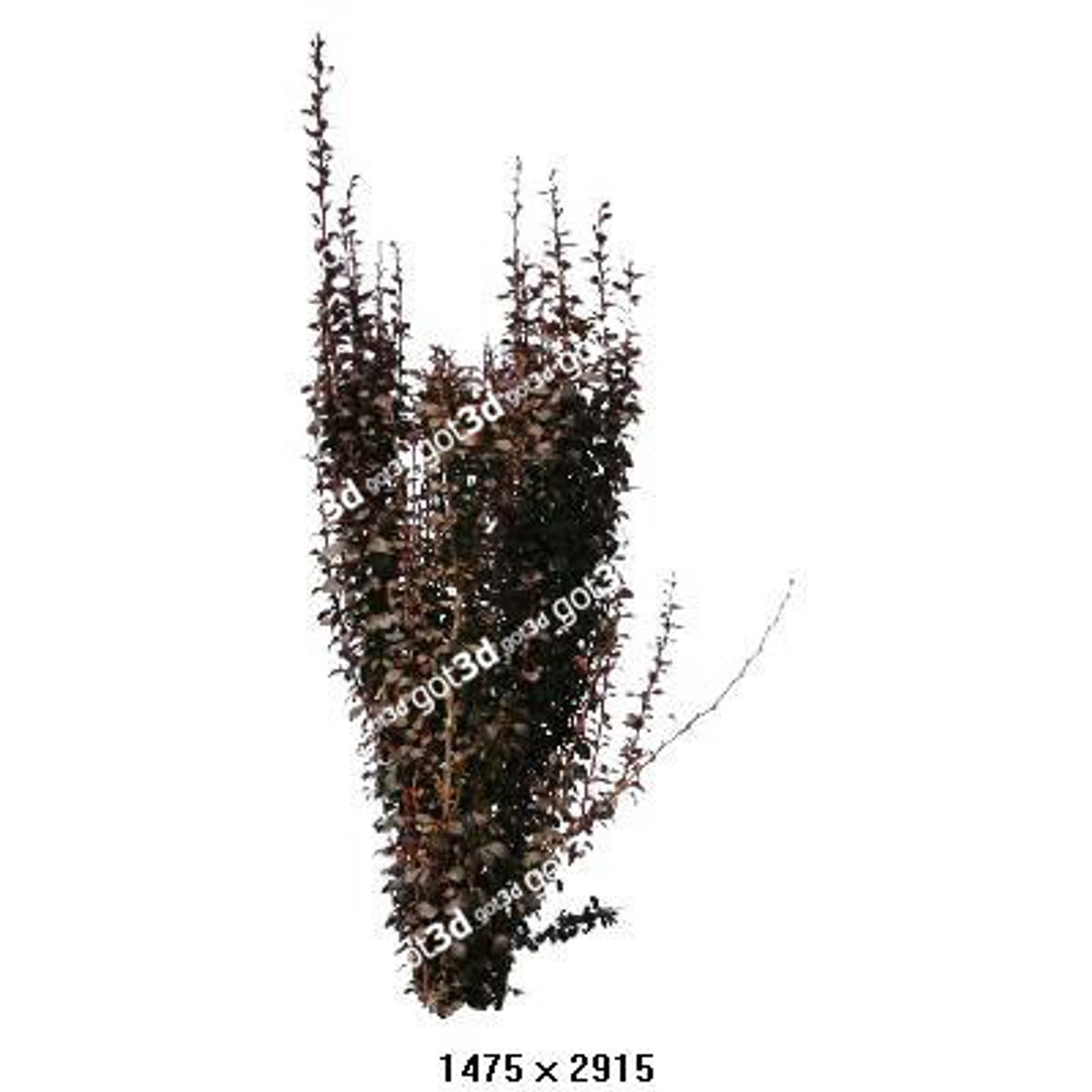 63 Shrub Textures - TurboSquid 386463