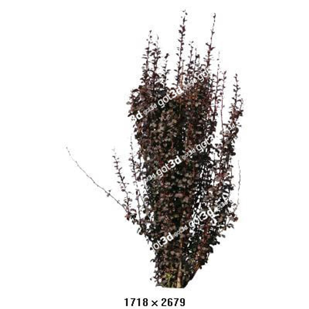 63 Shrub Textures - TurboSquid 386463