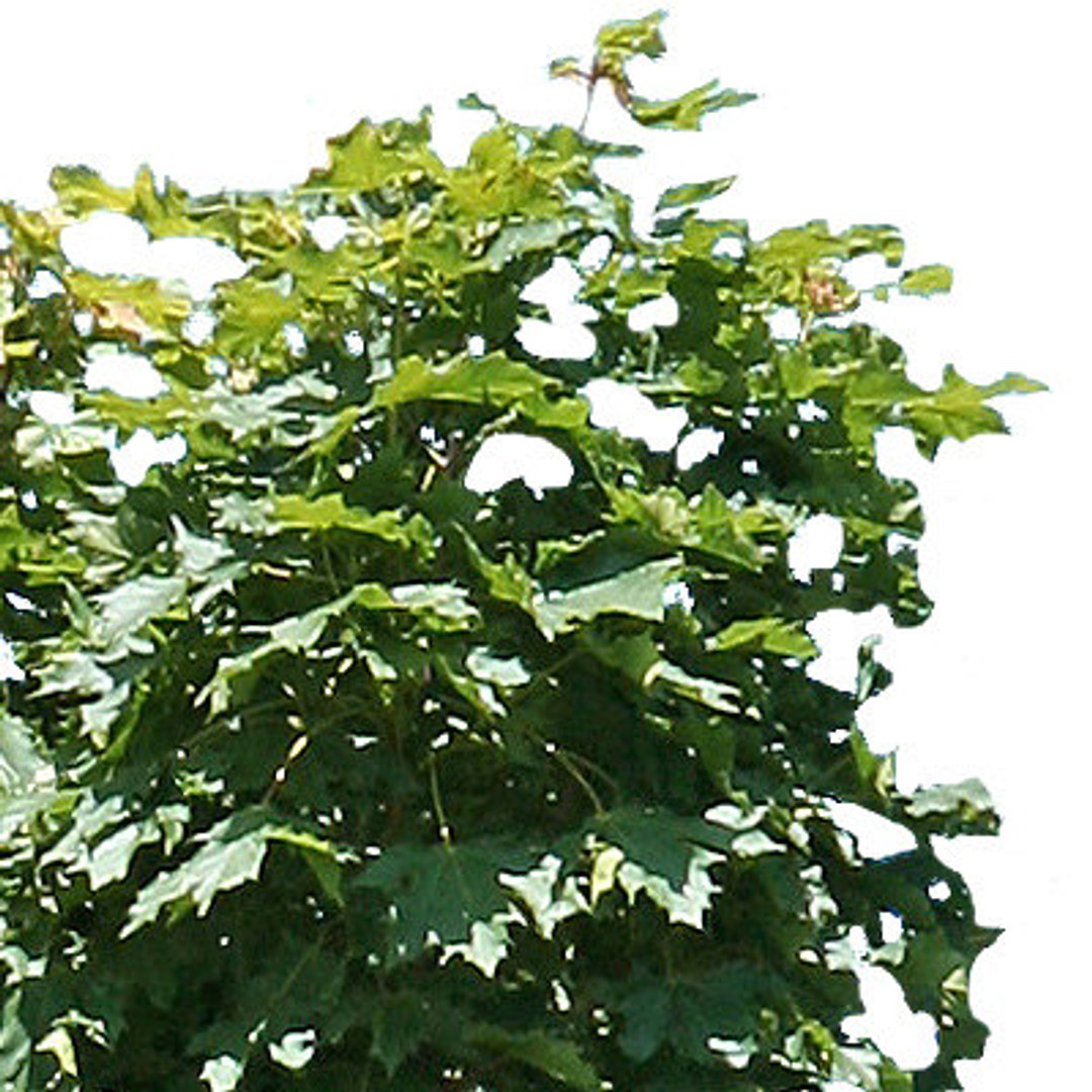 3dRender Pro-Viz Trees Vol. 01 - TurboSquid 415004