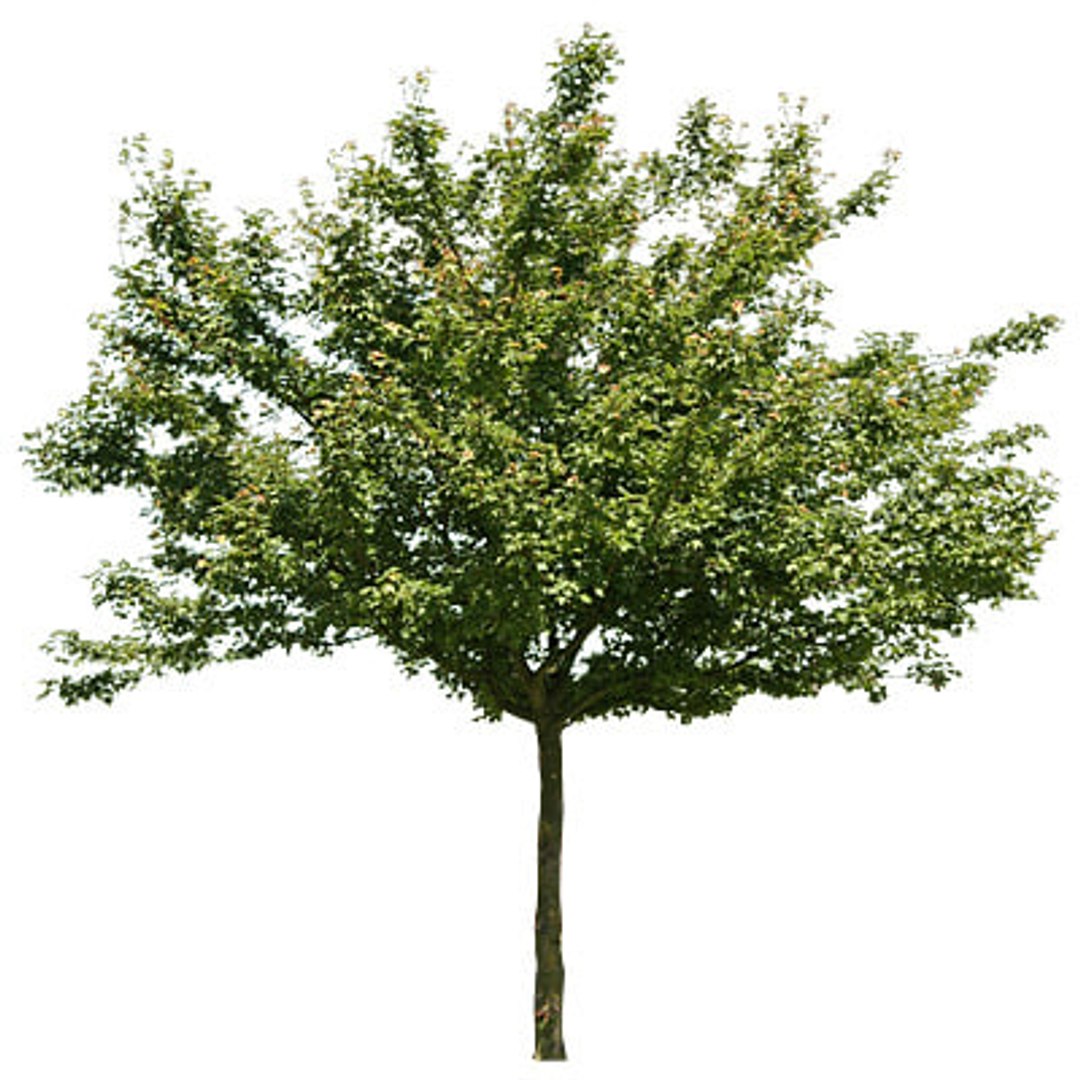 3dRender Pro-Viz Trees Vol. 01 - TurboSquid 415004