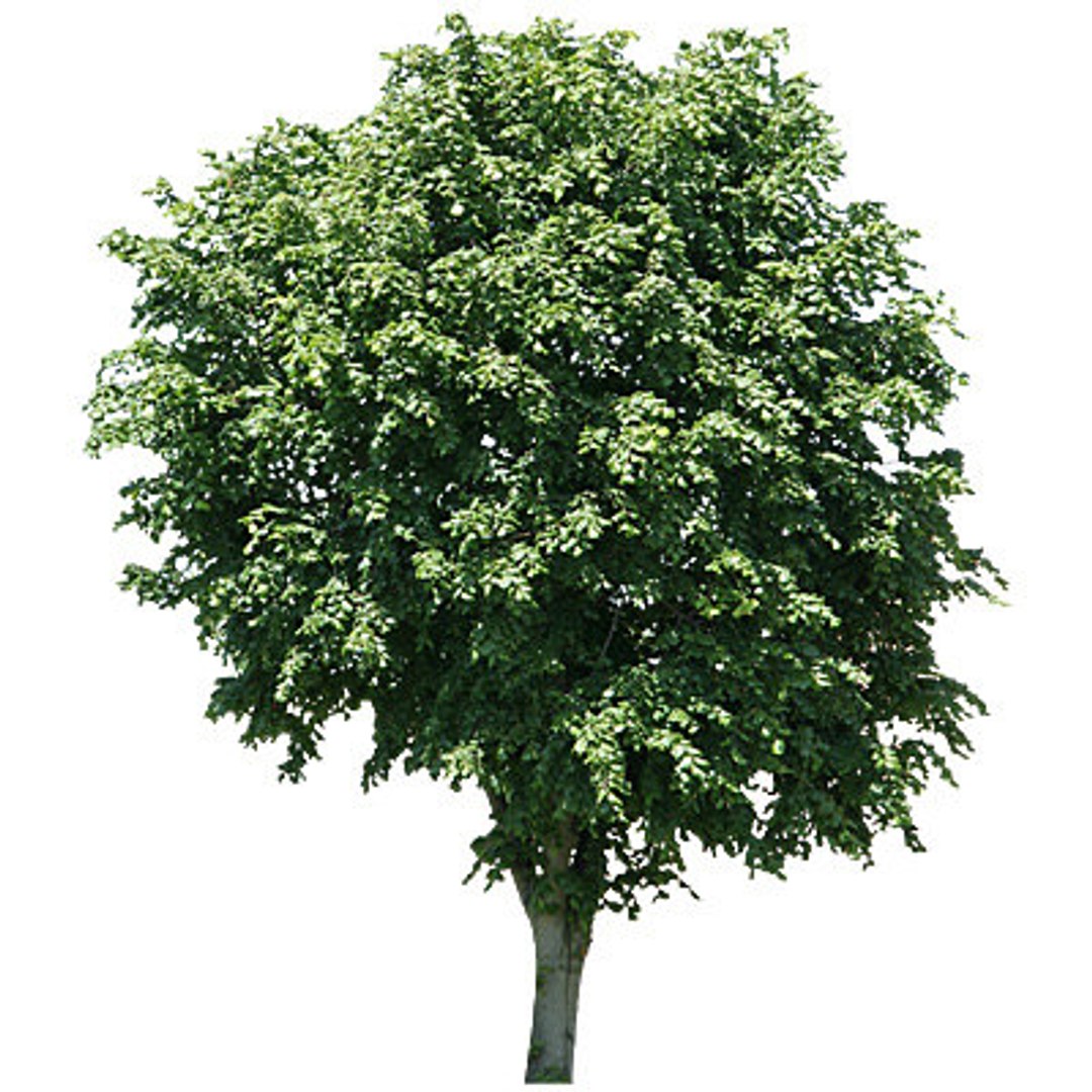 3dRender Pro-Viz Trees Vol. 01 - TurboSquid 415004