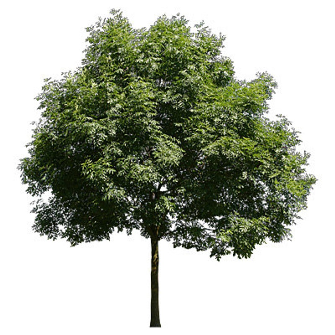 3dRender Pro-Viz Trees Vol. 01 - TurboSquid 415004