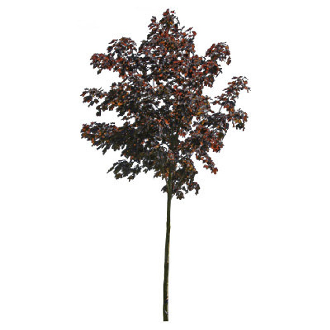 3dRender Pro-Viz Trees Vol. 01 - TurboSquid 415004