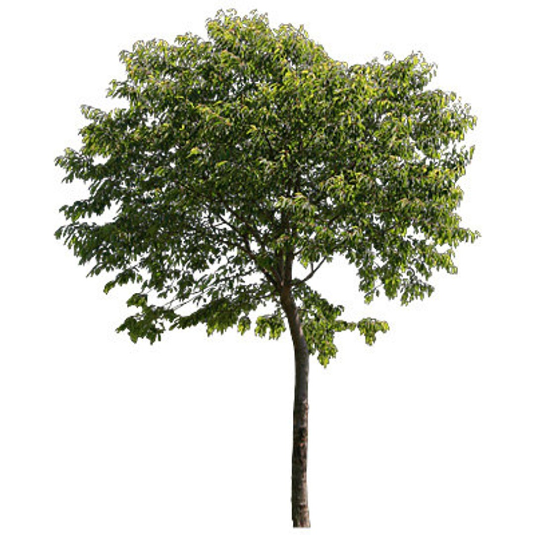 3dRender Pro-Viz Trees Vol. 01 - TurboSquid 415004