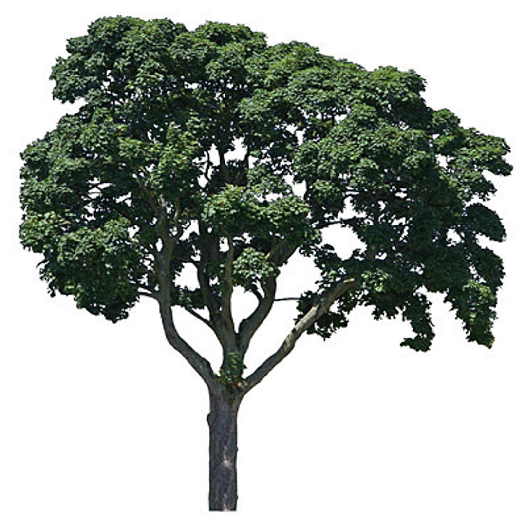 3dRender Pro-Viz Trees Vol. 01 - TurboSquid 415004