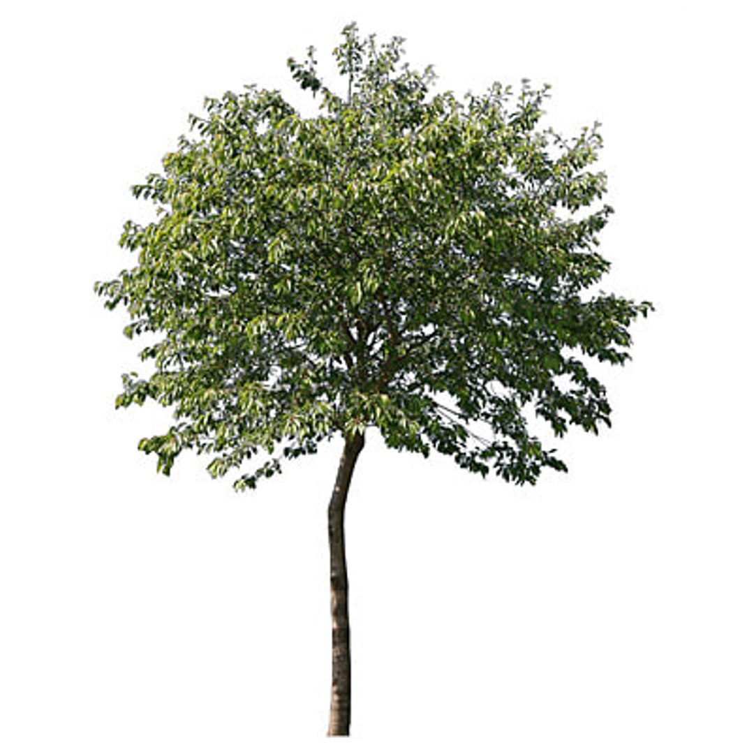 3dRender Pro-Viz Trees Vol. 01 - TurboSquid 415004