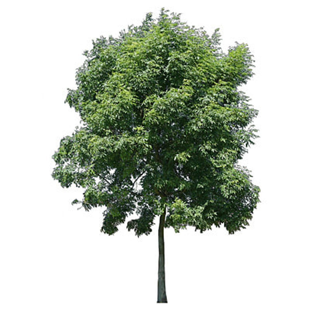 3dRender Pro-Viz Trees Vol. 01 - TurboSquid 415004