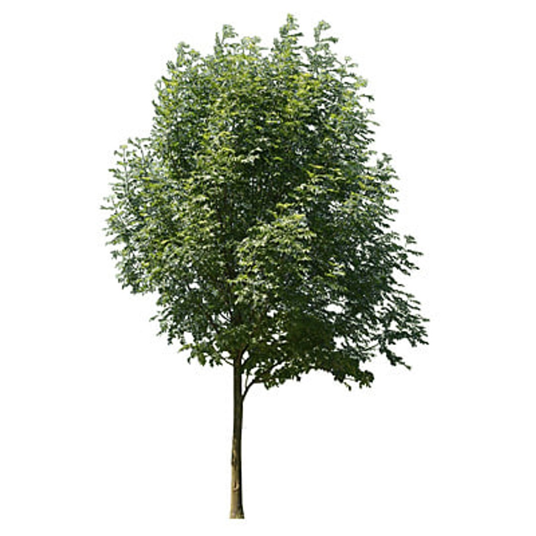 3dRender Pro-Viz Trees Vol. 01 - TurboSquid 415004
