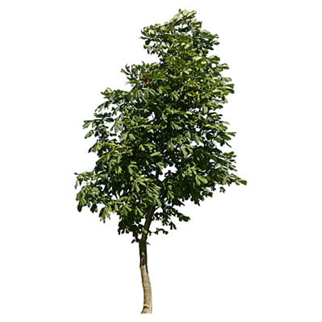 3dRender Pro-Viz Trees Vol. 01 - TurboSquid 415004