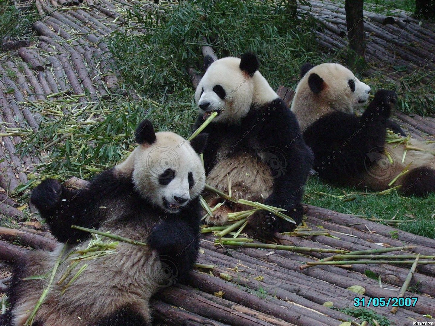 Panda 16.jpg - TurboSquid 401805