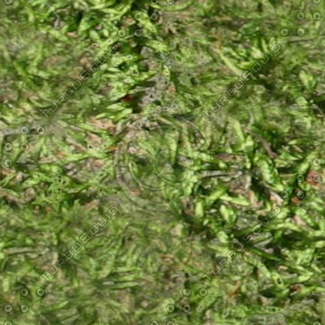 Tileable Moss Texture - TurboSquid 385133