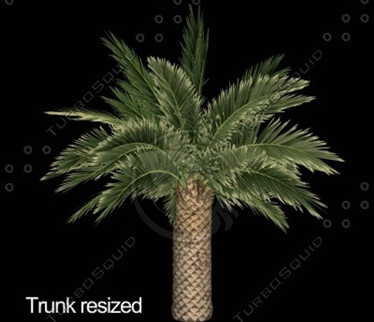 Phoenix Canariensis H - TurboSquid 424518