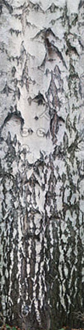 Birch bark 2 - TurboSquid 433426
