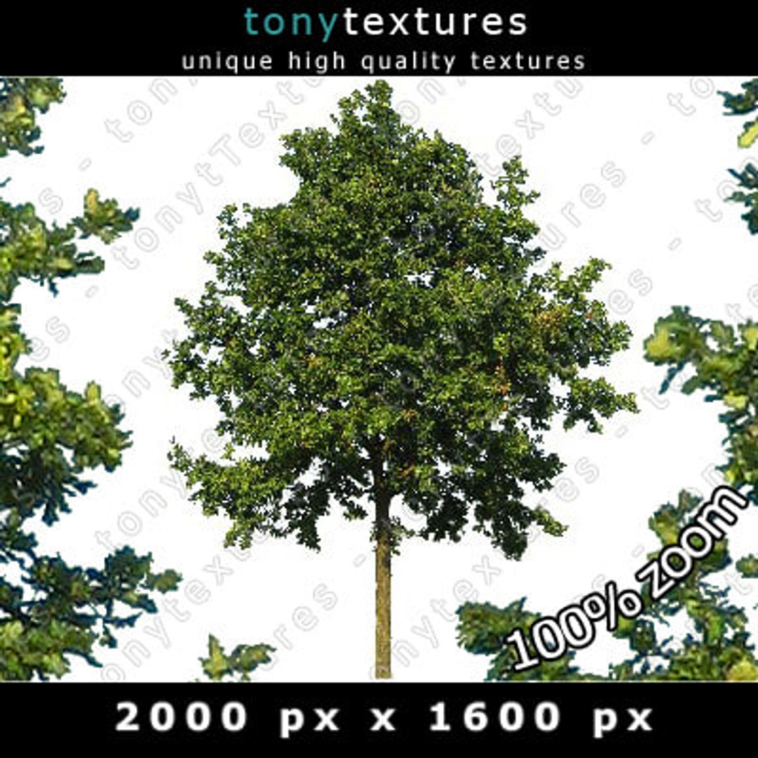 Summer Tree 10 High Resolution - TurboSquid 427468