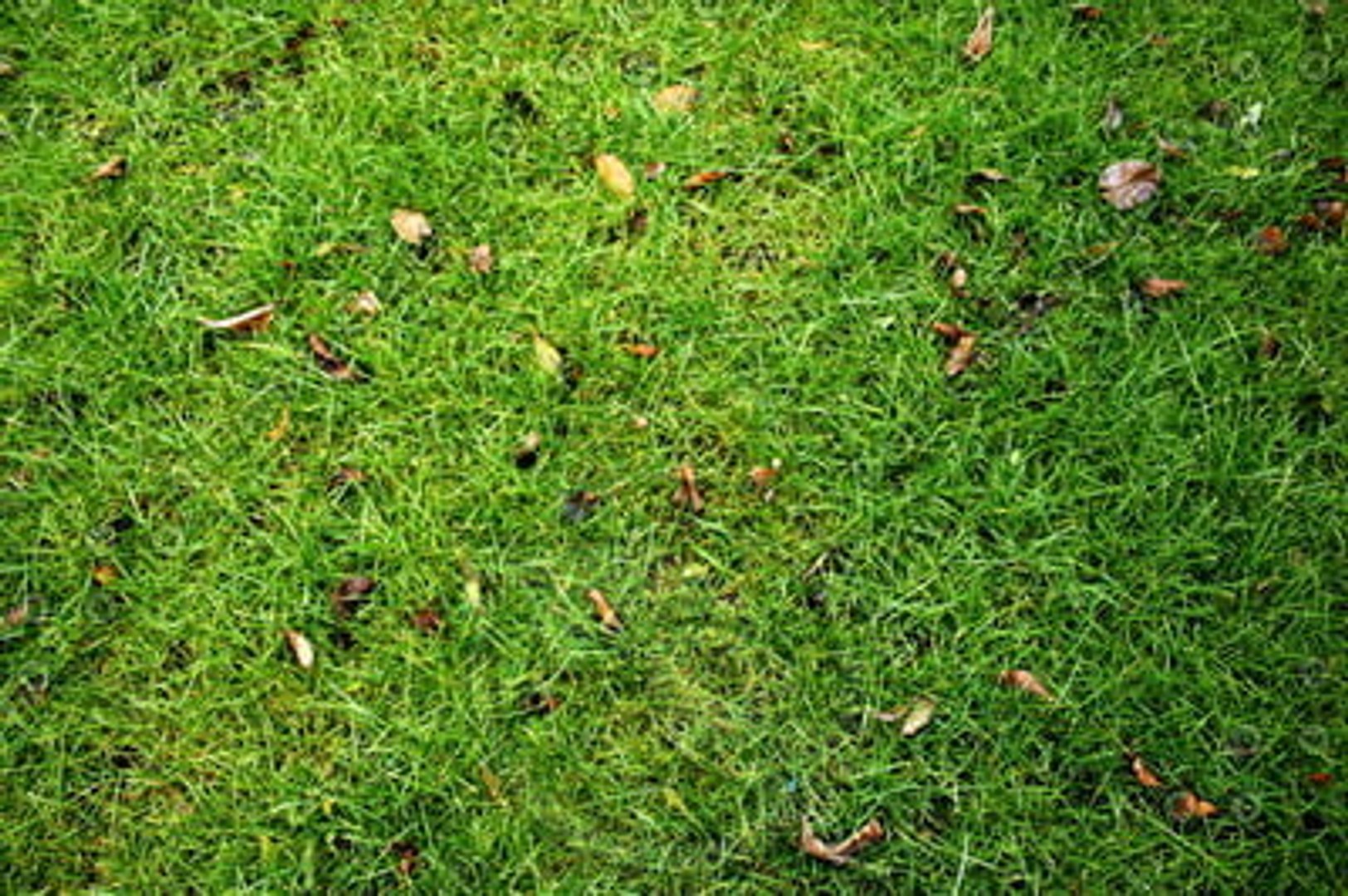 GRASS And GROUND TEXTURES - TurboSquid 450349