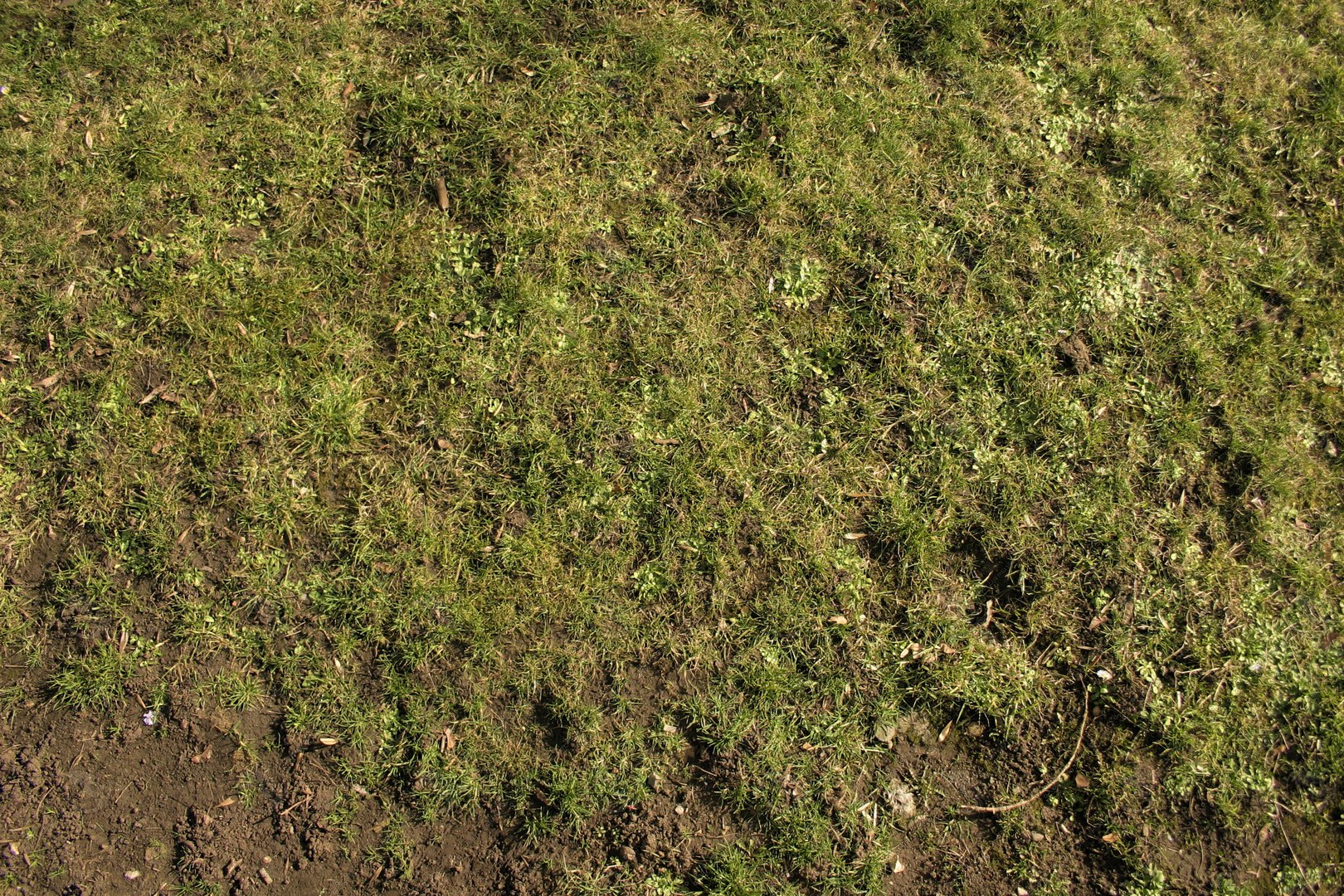 GRASS And GROUND TEXTURES - TurboSquid 450349