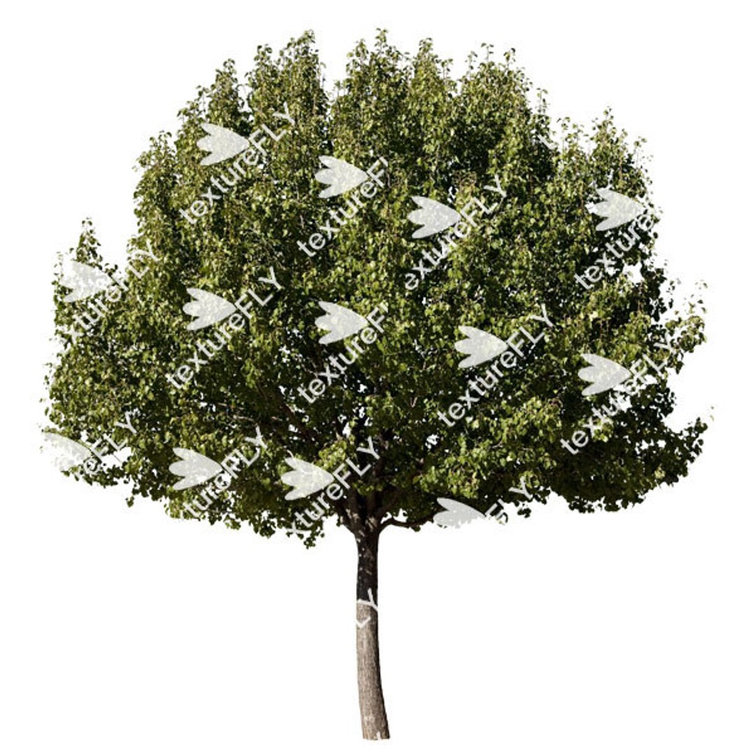 Chokecherry Tree - TurboSquid 476189