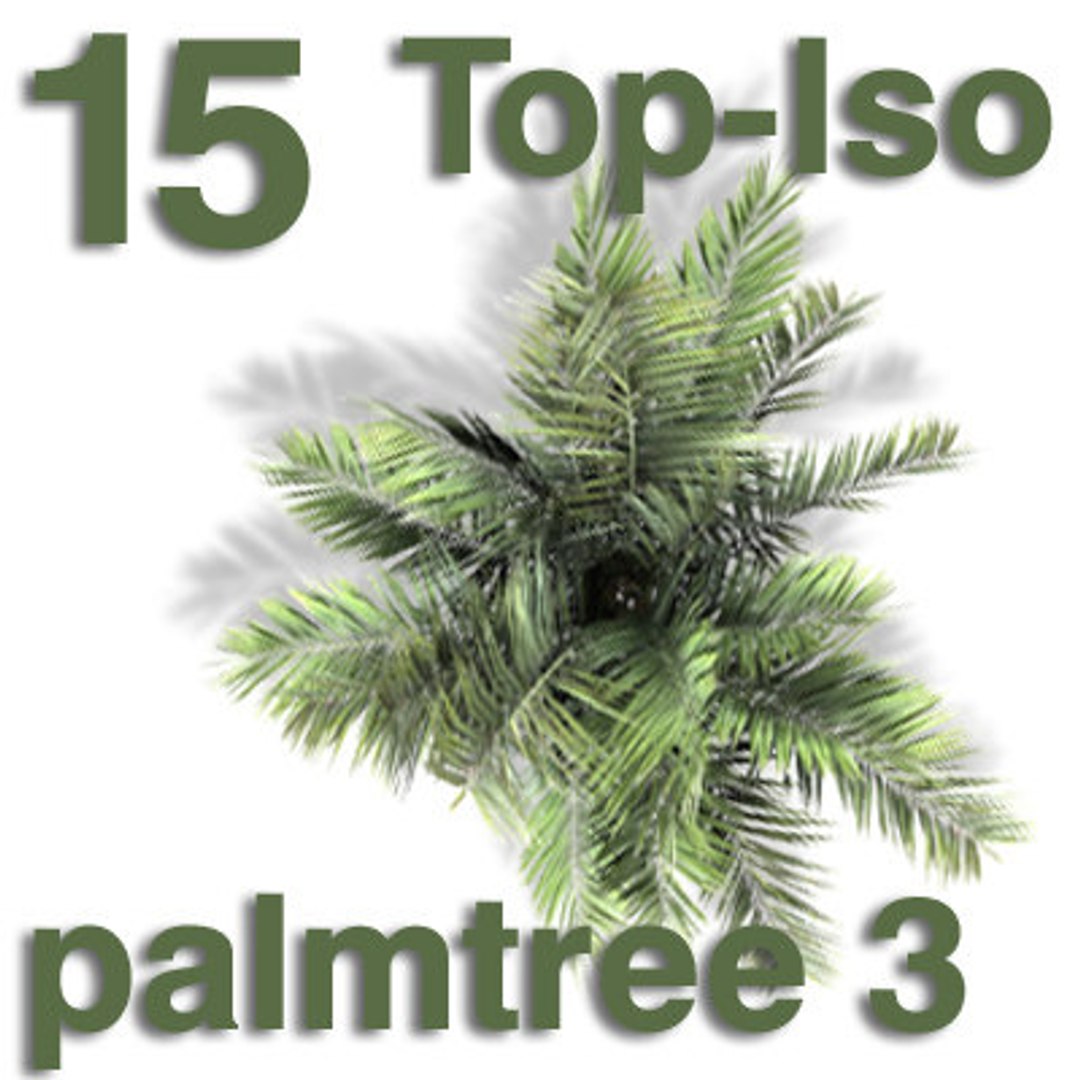 Top Views - Palm 3 - TurboSquid 460515