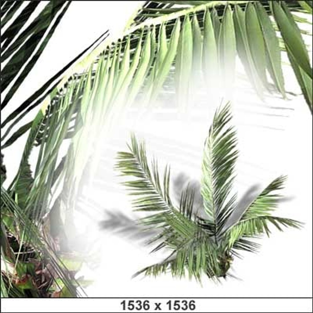 Top Views - Palm 3 - TurboSquid 460515