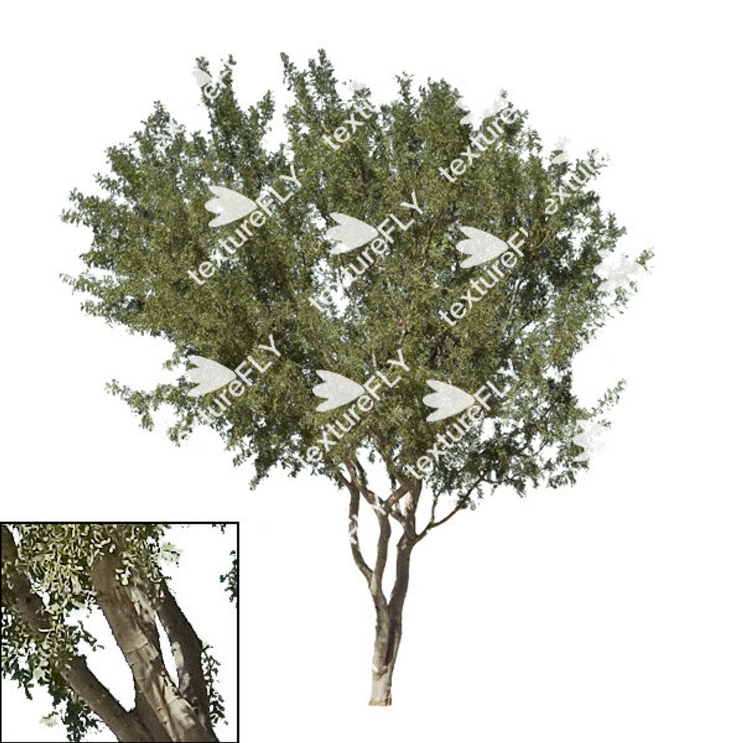 Ironwood Tree 2 - TurboSquid 478132