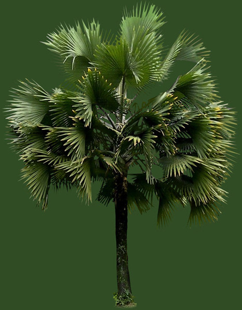 california fan palm tree 01.psd - TurboSquid 500654