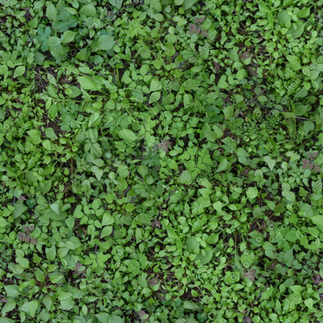 Undergrowth - 27 Seamless Grounds - TurboSquid 505191