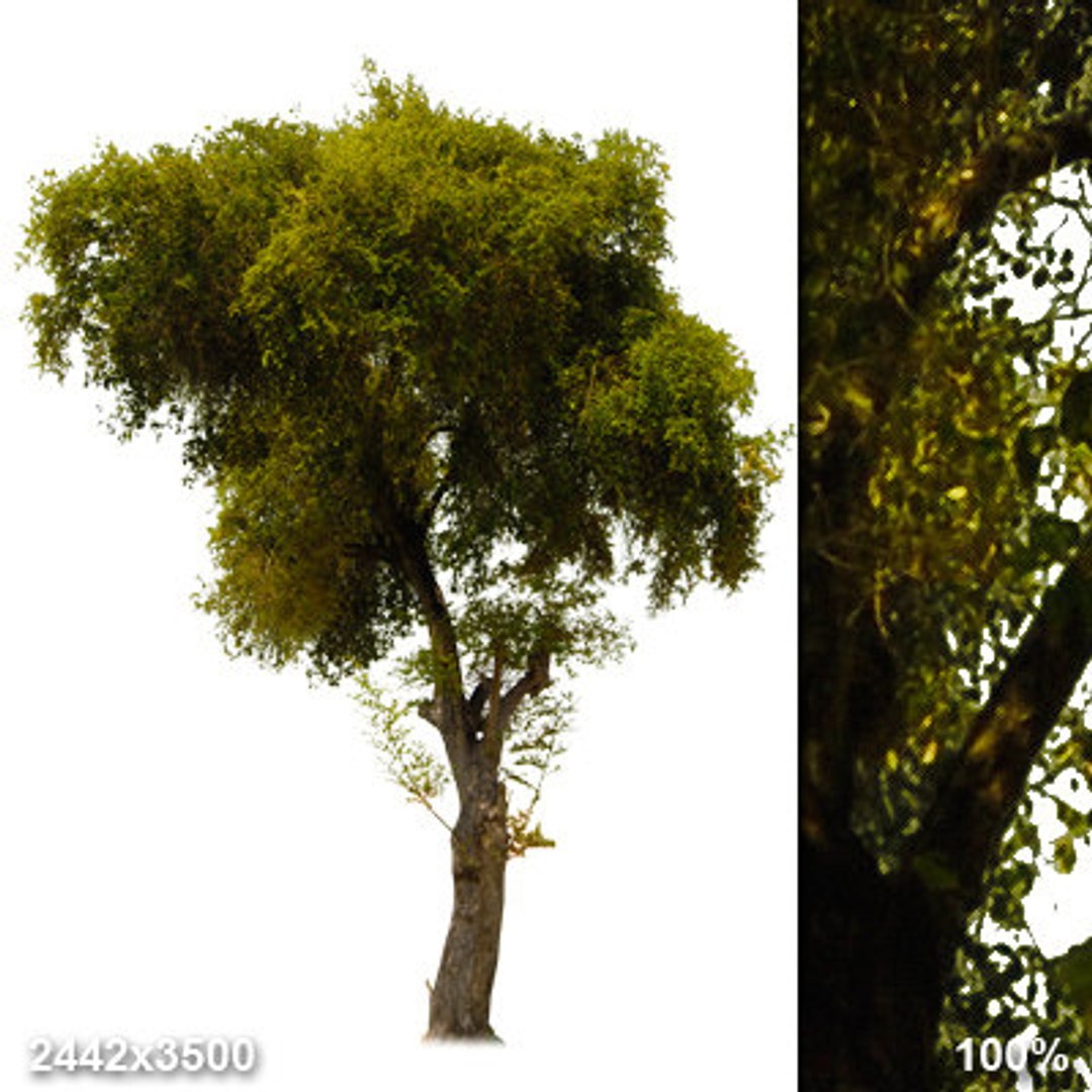 Alpha Tree - TurboSquid 537506