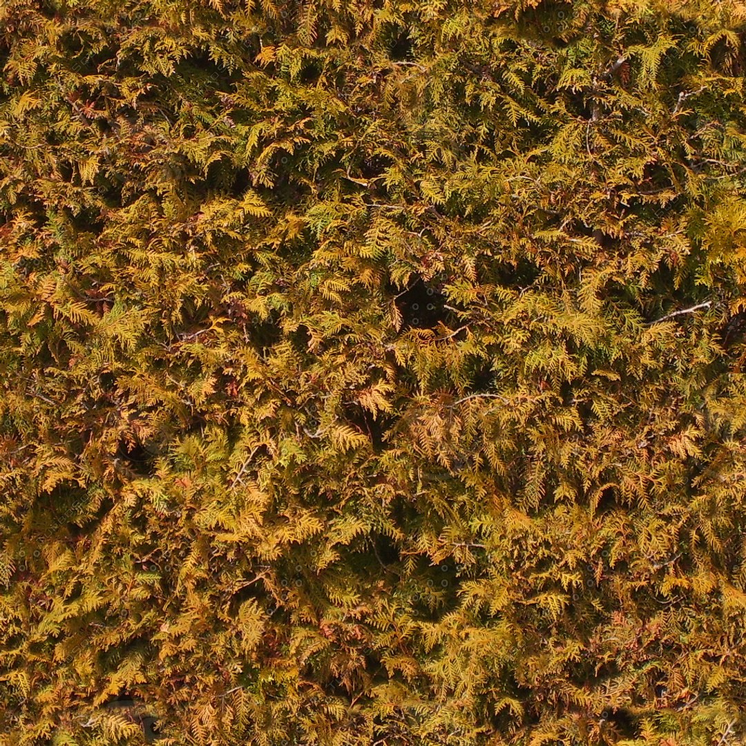 Shrub Texture - TurboSquid 522860